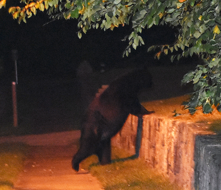 bear (13) | Plateau Daily News