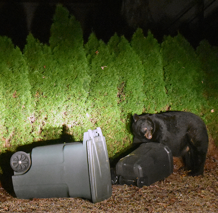 What to do about bears in town | Plateau Daily News